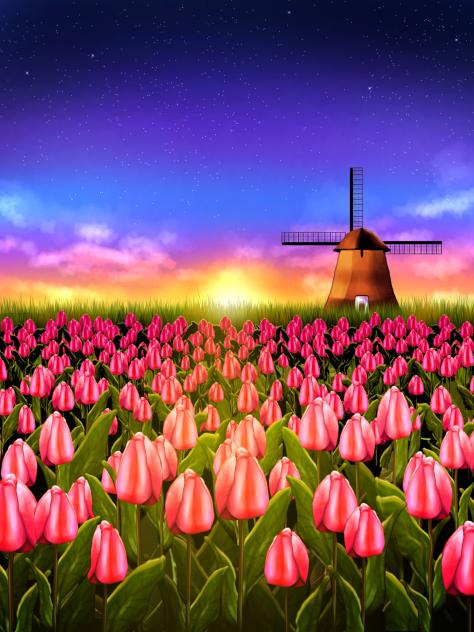 Tulip field (Sunset) - ibisPaint