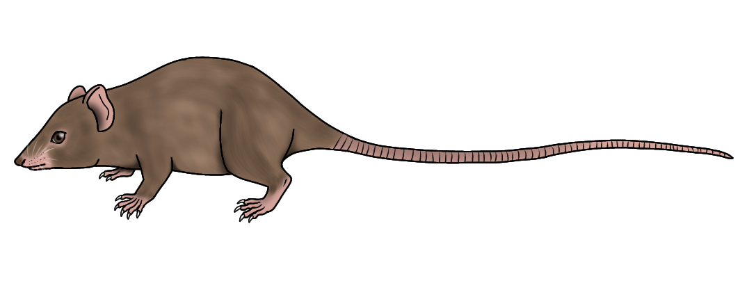 Brown Antechinus render - ibisPaint