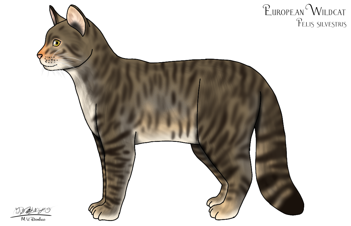 European Wildcat - ibisPaint