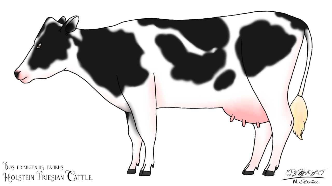 Holstein Friesian Cow - ibisPaint