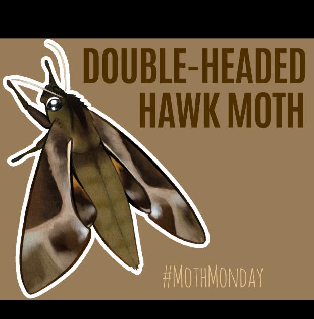 Moth Monday #21 - ibisPaint