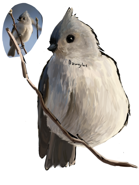 Bird drawing - ibisPaint