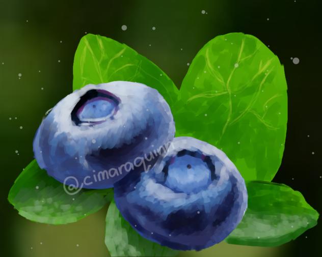 Blueberry 🫐 - ibisPaint