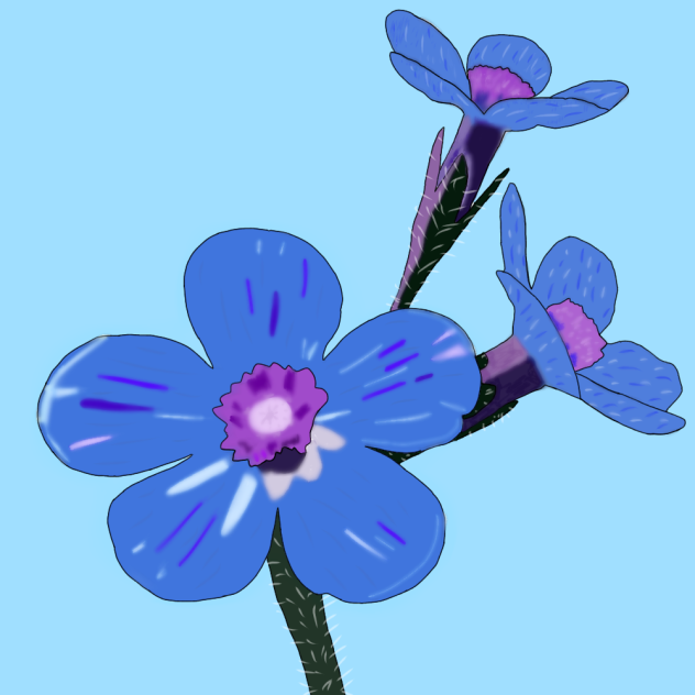 Blue flower - ibisPaint