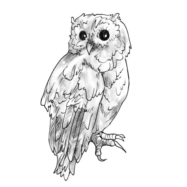 owl - ibisPaint