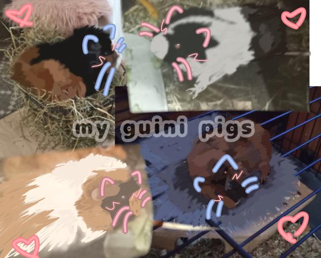 my 4 guini pigs - ibisPaint