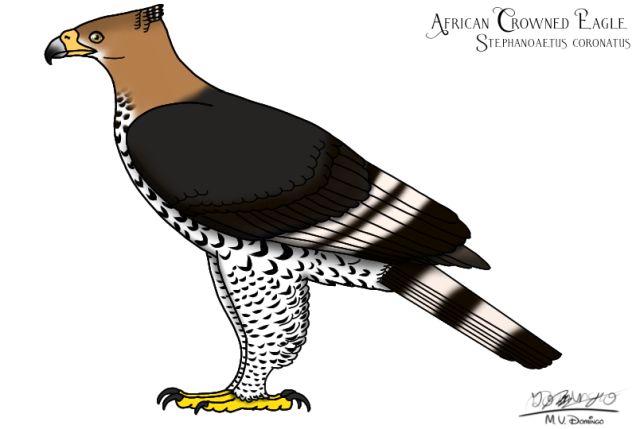 Crowned Eagle - ibisPaint