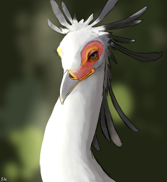 + Secretary bird + - ibisPaint