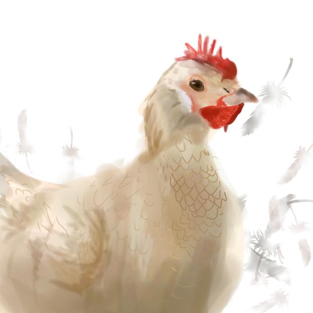 Chicken. - ibisPaint