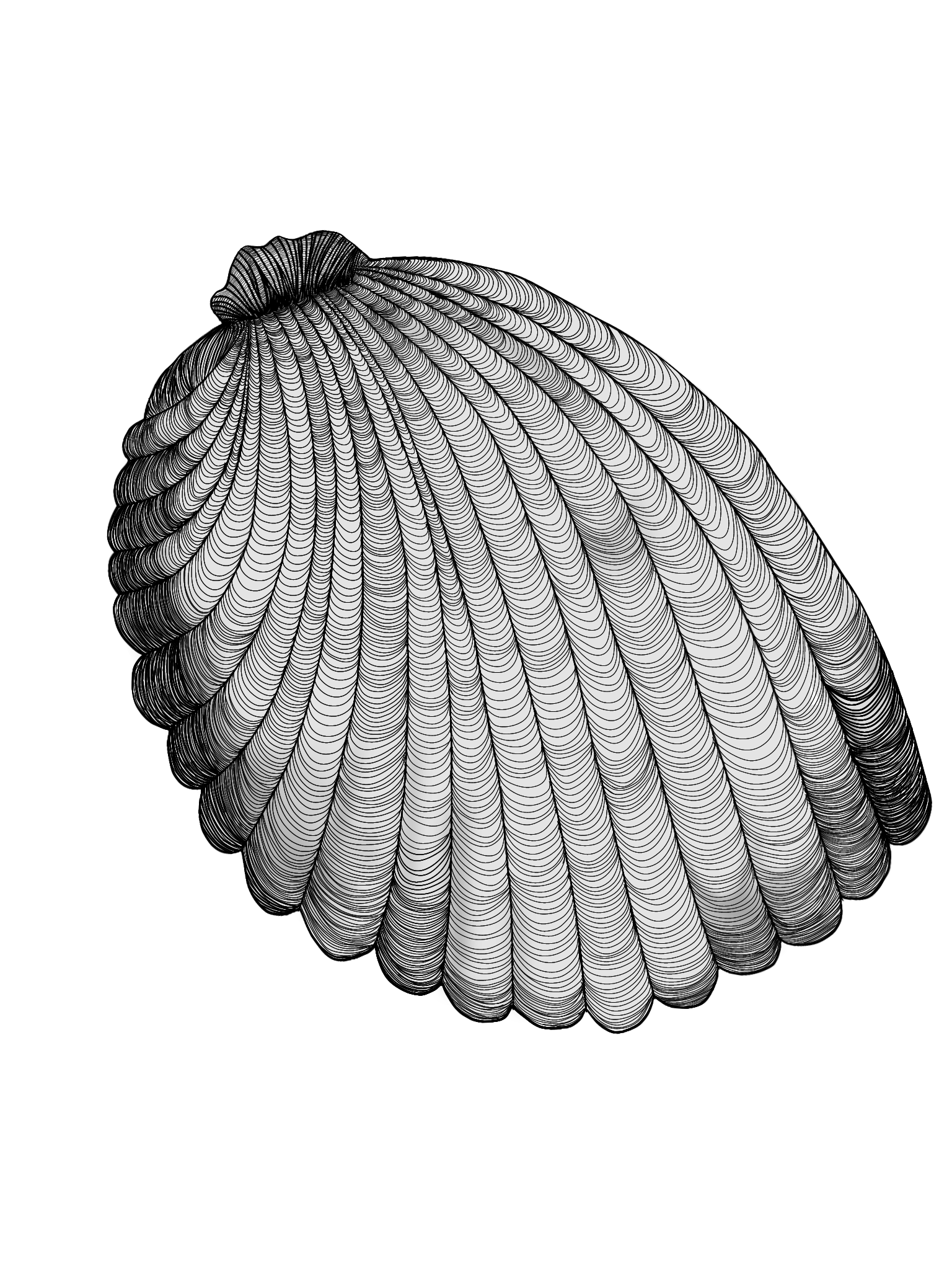 Seashell - ibisPaint