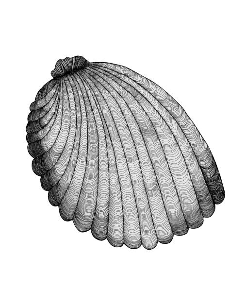 Seashell - ibisPaint