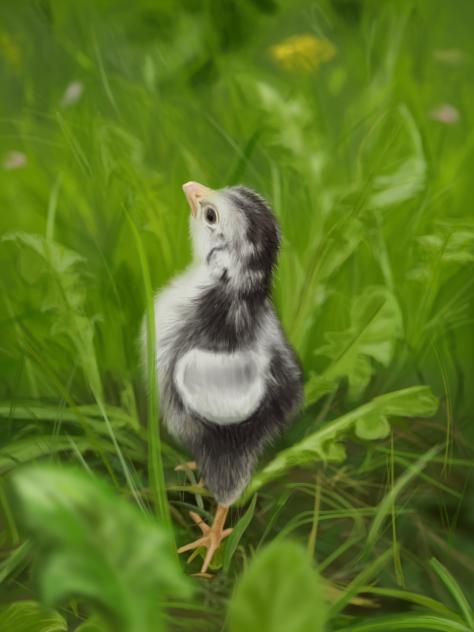 Wyandotte chick - ibisPaint