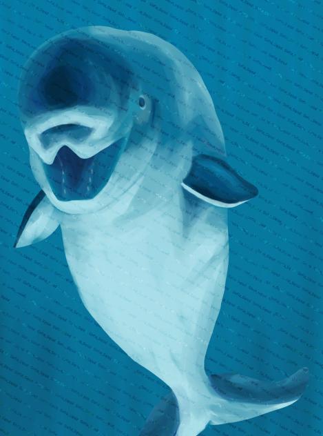 Beluga Whale - ibisPaint