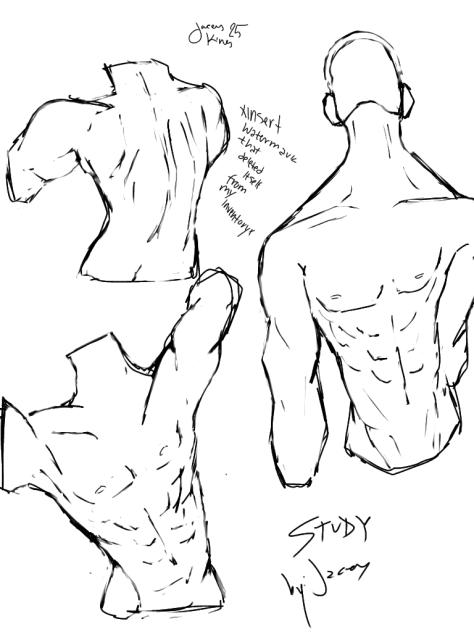 Male Anatomy Study - ibisPaint