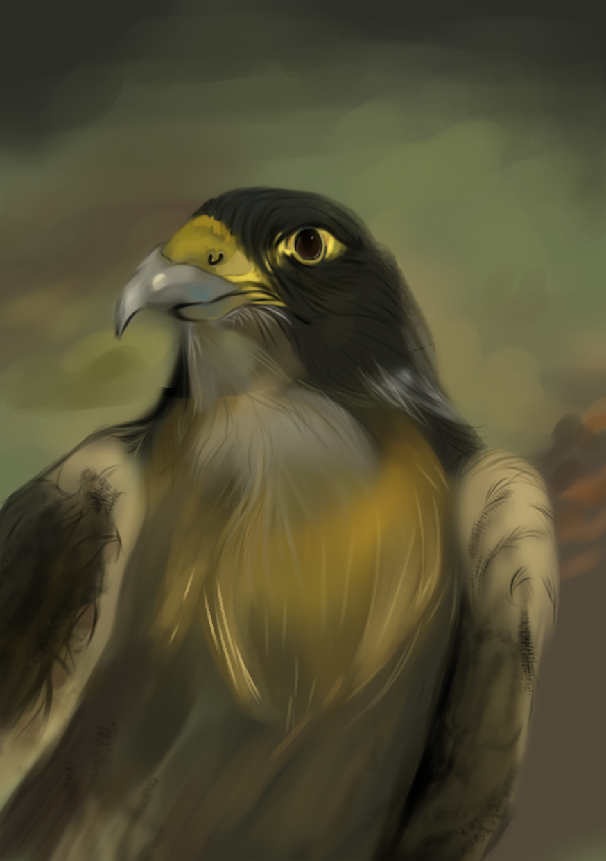 falcon - ibisPaint