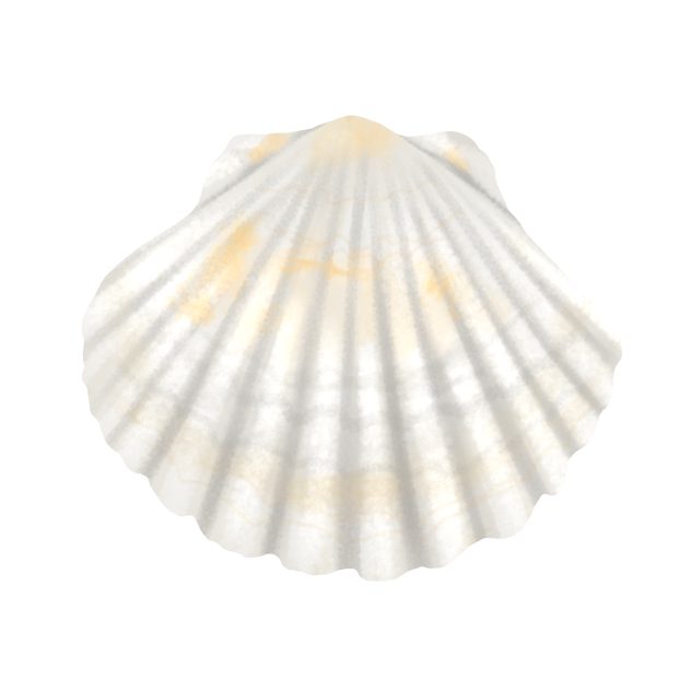 White seashell 🐚 - ibisPaint