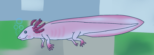 Axolotl - ibisPaint