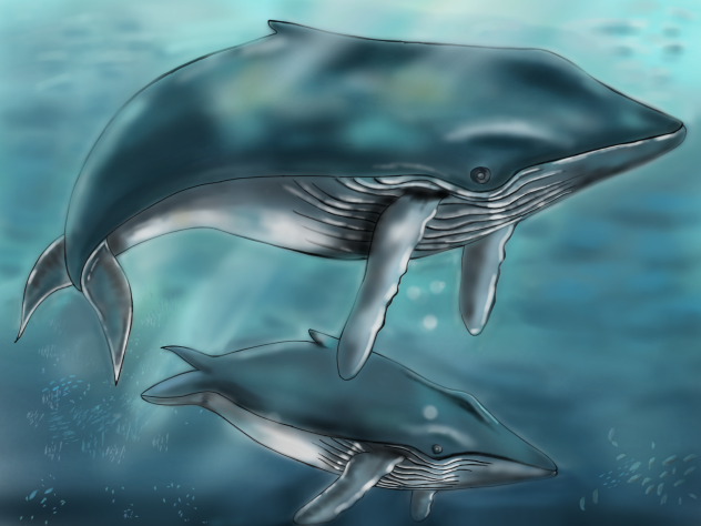 Blue whale - ibisPaint