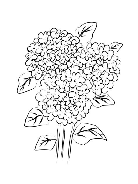 Hydrangea - ibisPaint