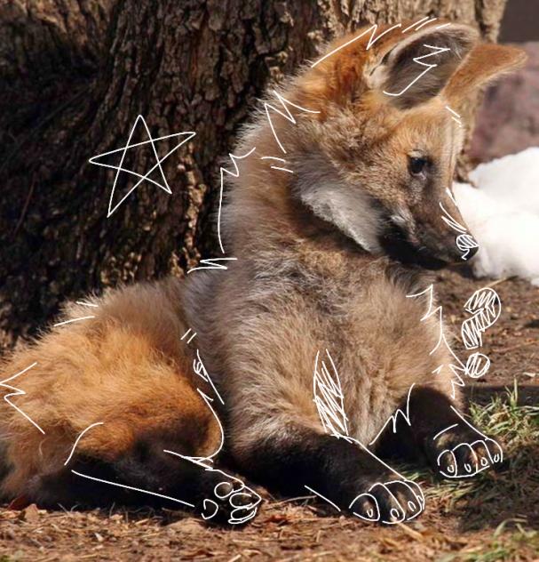 maned wolves - ibisPaint