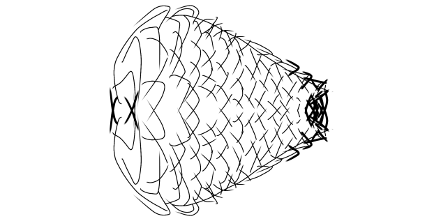 pine cone - ibisPaint