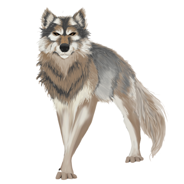 Wolf - ibisPaint