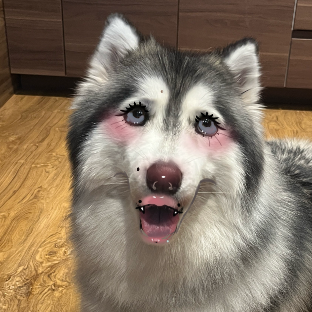 Tiffany( dog ) in jelly art style - ibisPaint