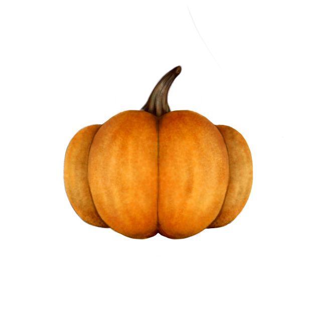 pumpkin - ibisPaint
