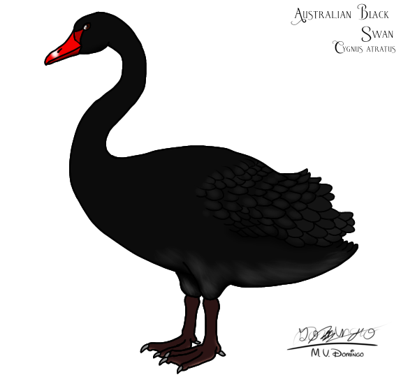 Australian Black Swan - ibisPaint