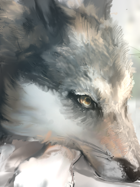 wolf dog - ibisPaint