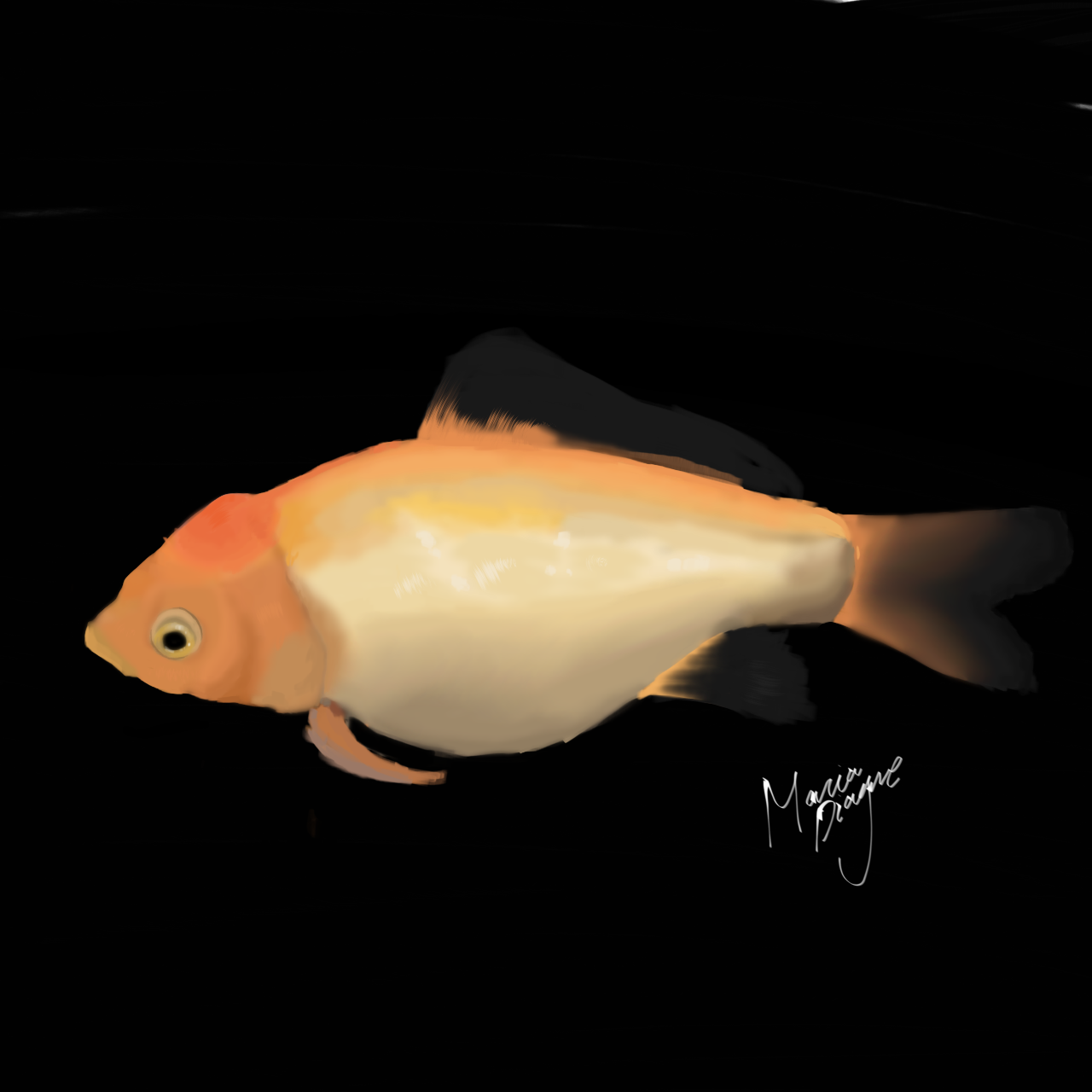 Goldfish🐠 - ibisPaint