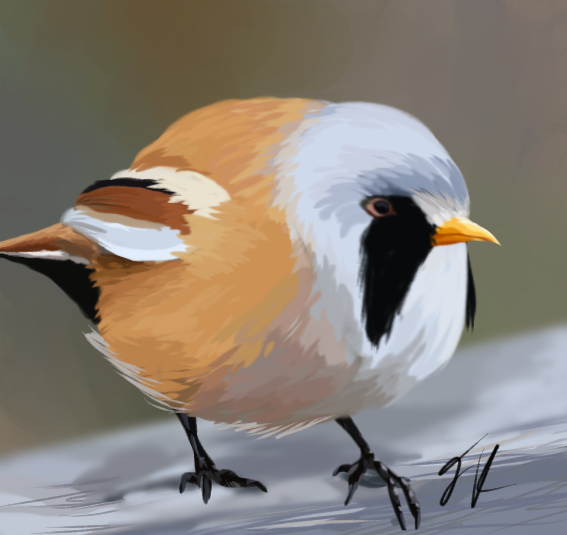 Bearded reedling TW c h o n k - ibisPaint