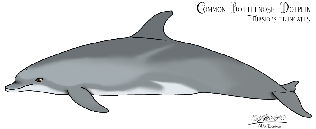 Common Bottlenose Dolphin (2023) - ibisPaint