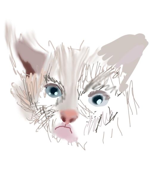 Cat - ibisPaint