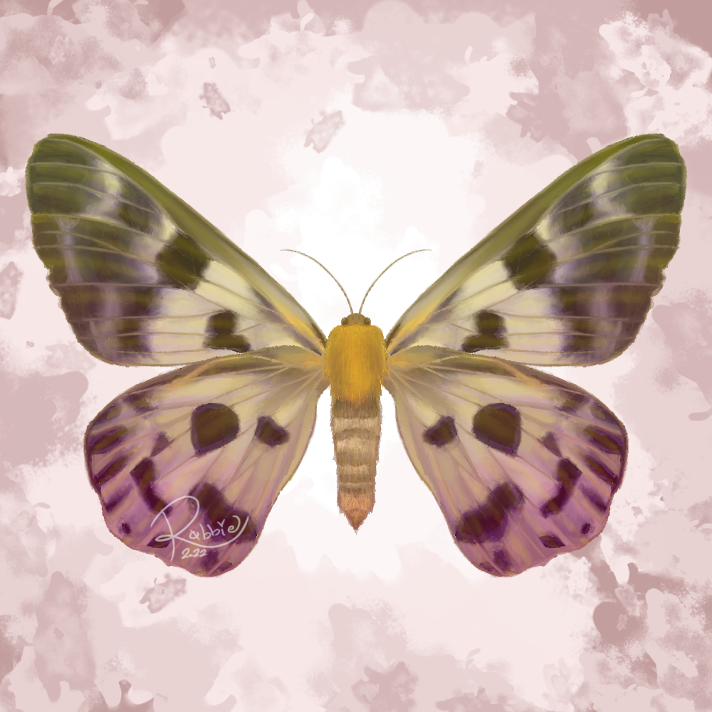Moth - ibisPaint