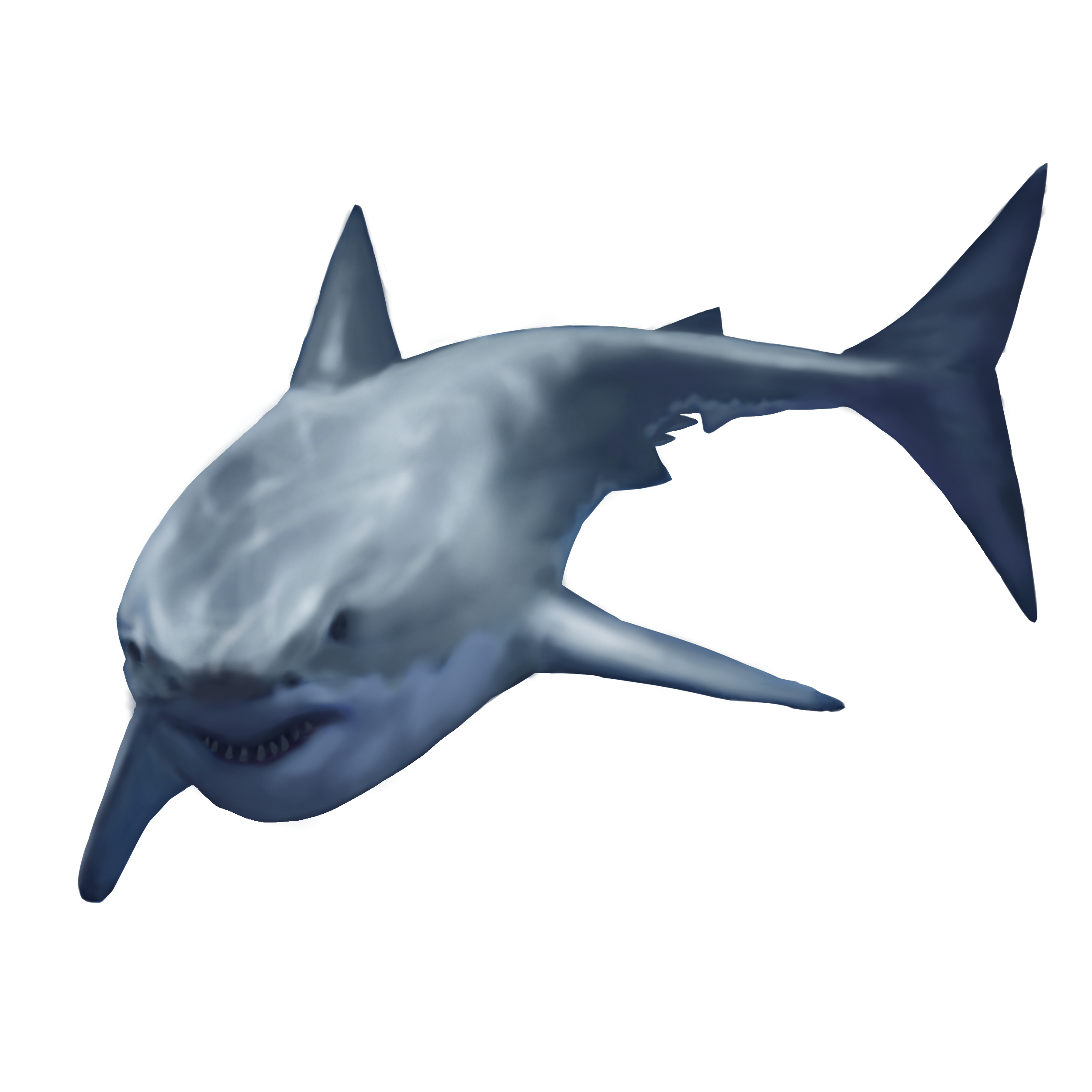 Shark - ibisPaint