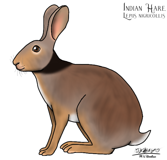 Indian Hare - ibisPaint