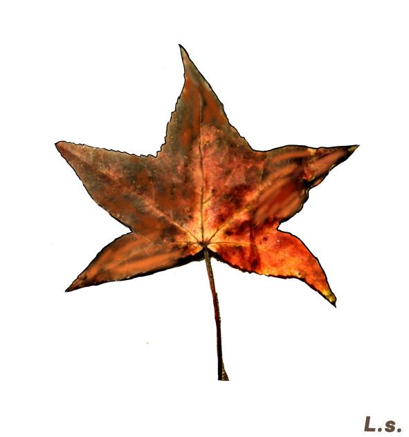 Fall Leaf - ibisPaint