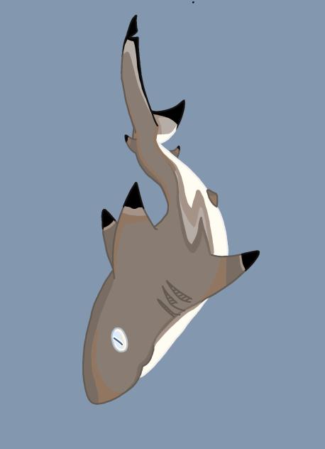 Day 1- Black tip reef sharks - ibisPaint