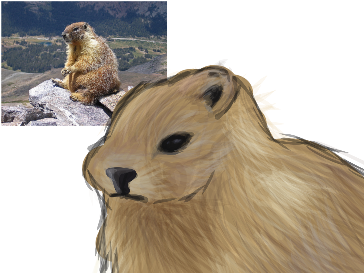 Marmot - ibisPaint