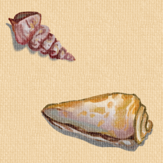 seashells - ibisPaint