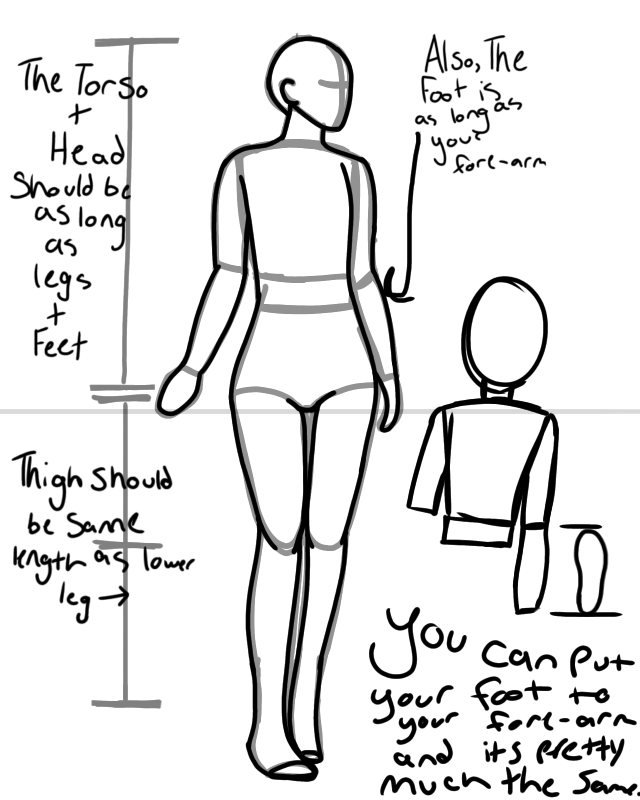 Anatomy few basic tips - ibisPaint