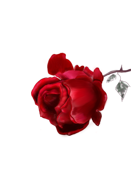 Red Rose - ibisPaint