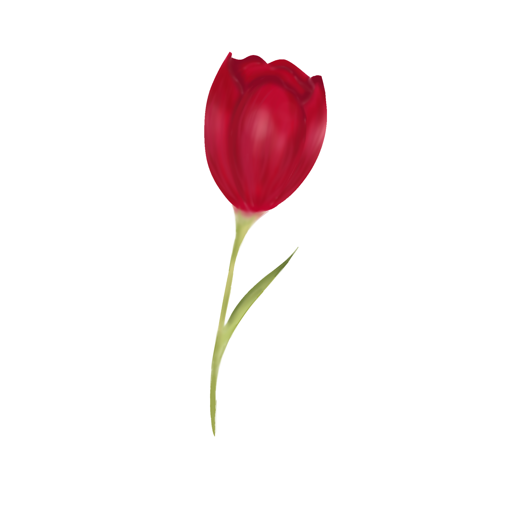 tulip flower - ibisPaint
