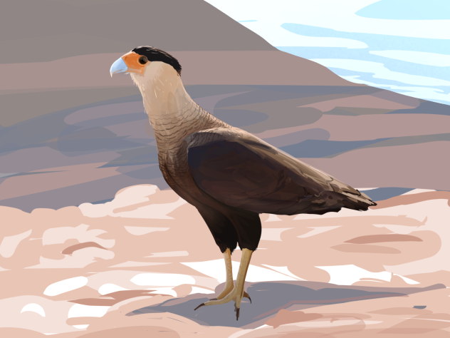 carcará (known bird in brazil) - ibisPaint