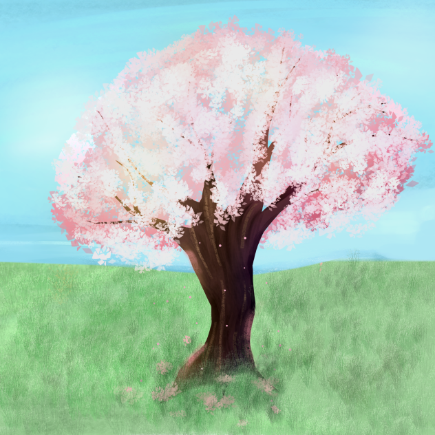 Cherry Blossom Tree - ibisPaint