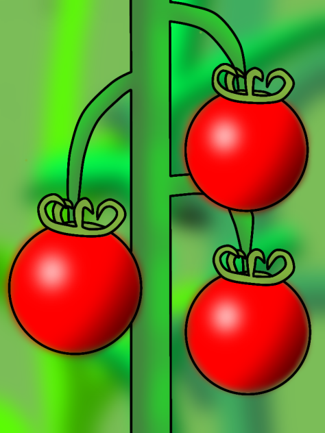three red tomatoes 🍅 - ibisPaint