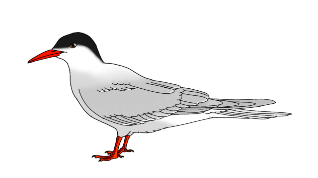 Arctic Tern render - ibisPaint