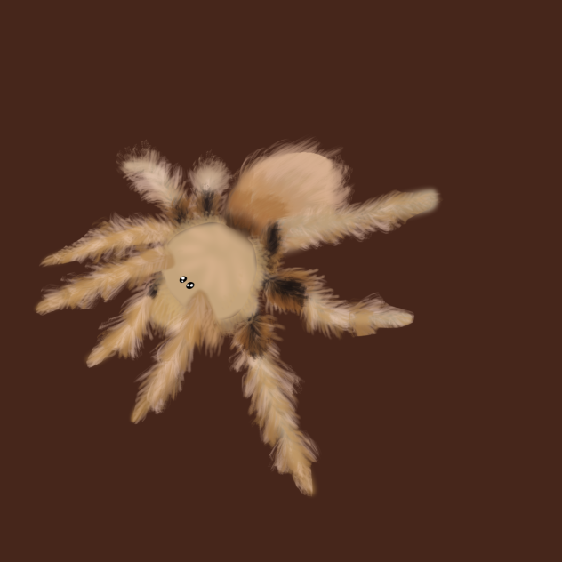 Arizona Blonde Tarantula - ibisPaint