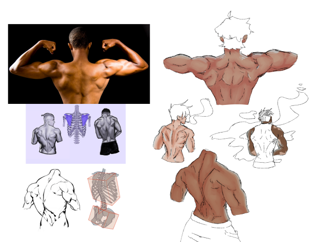 Back study (anatomy) - ibisPaint